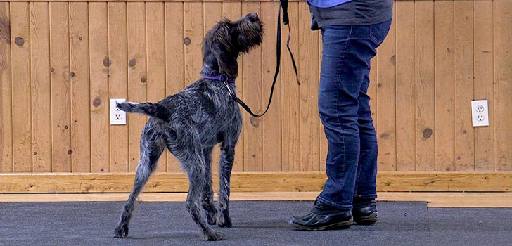 Leerburg | Dog training gear, online courses, training videos, and more