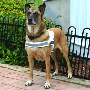 Guide Dog Harness