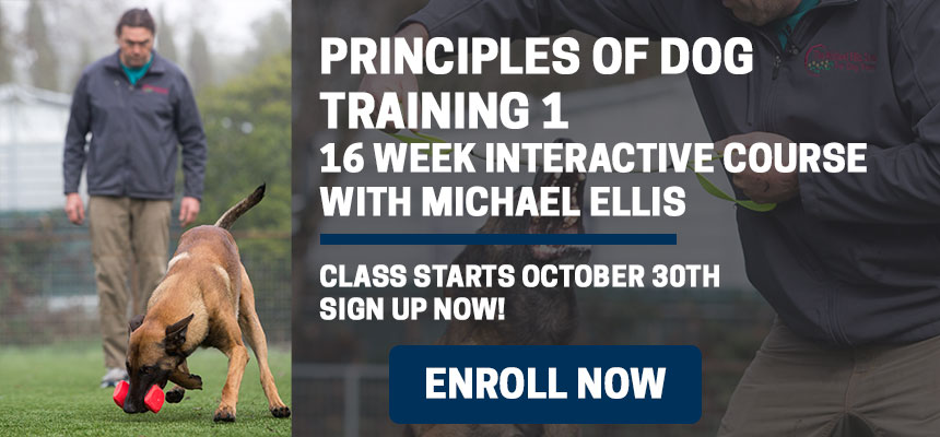 Leerburg | Dog training gear, online courses, training videos, and more